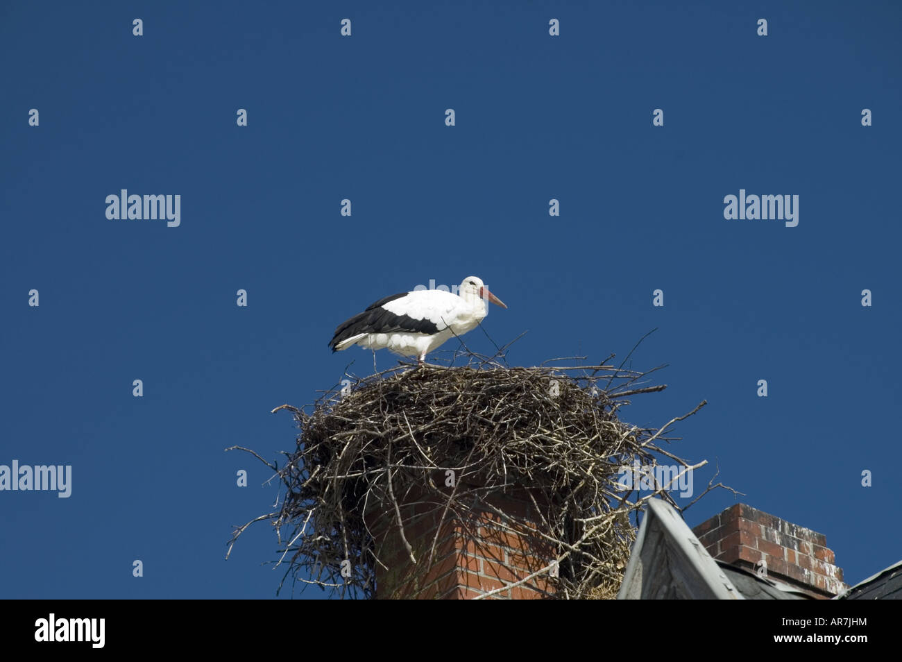Stork nest alsace france hi-res stock photography and images - Alamy