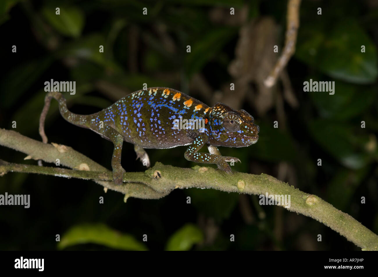 Labord’s chameleon hi-res stock photography and images - Alamy