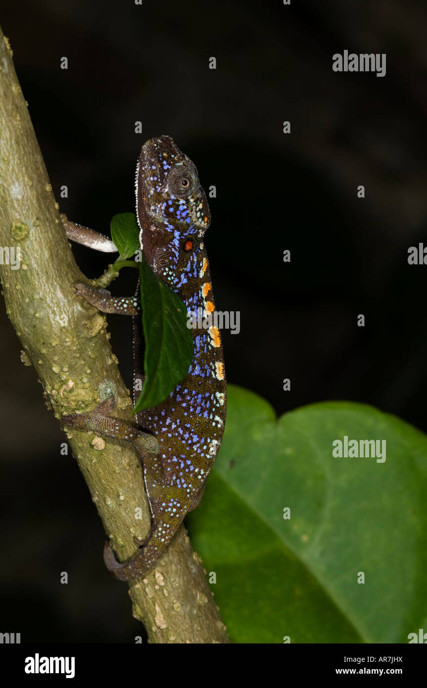 Labord's chameleon, Furcifer labordi, Pereyras Nature Farm, Madagascar ...