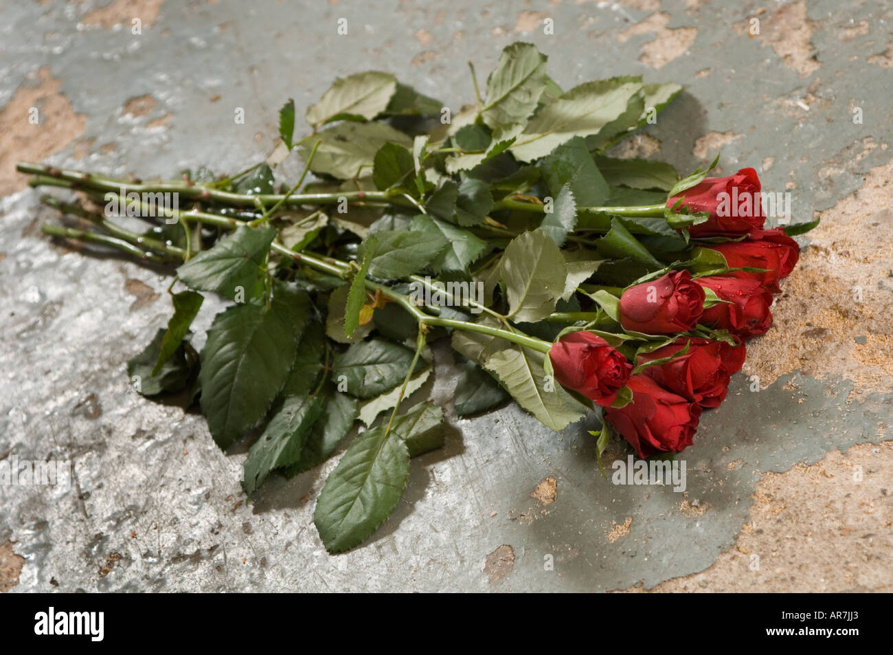 A Bunch Of Red Roses Lying Of The Floor In Tribute To A Dead Person a-bunch-of-red-roses-lying-of-the-floor-in-tribute-to-a-dead-person