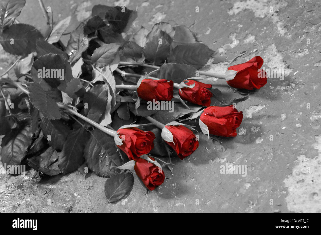 a bunch of red roses lying of the floor in tribute to a dead person ...