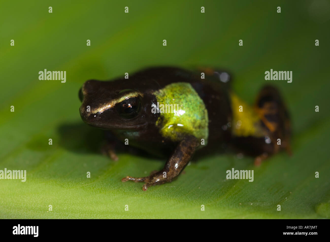 Amphibian frog painted mantella hi-res stock photography and images - Alamy