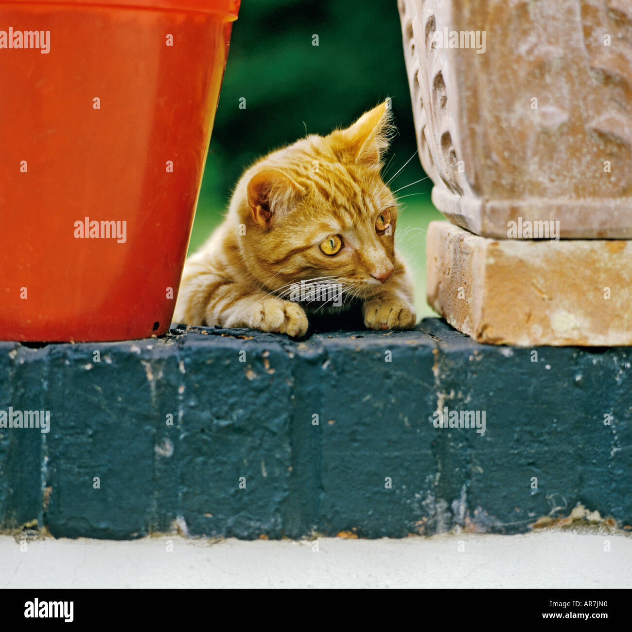 Young country ginger cat peering between plant pots in a garden UK ...