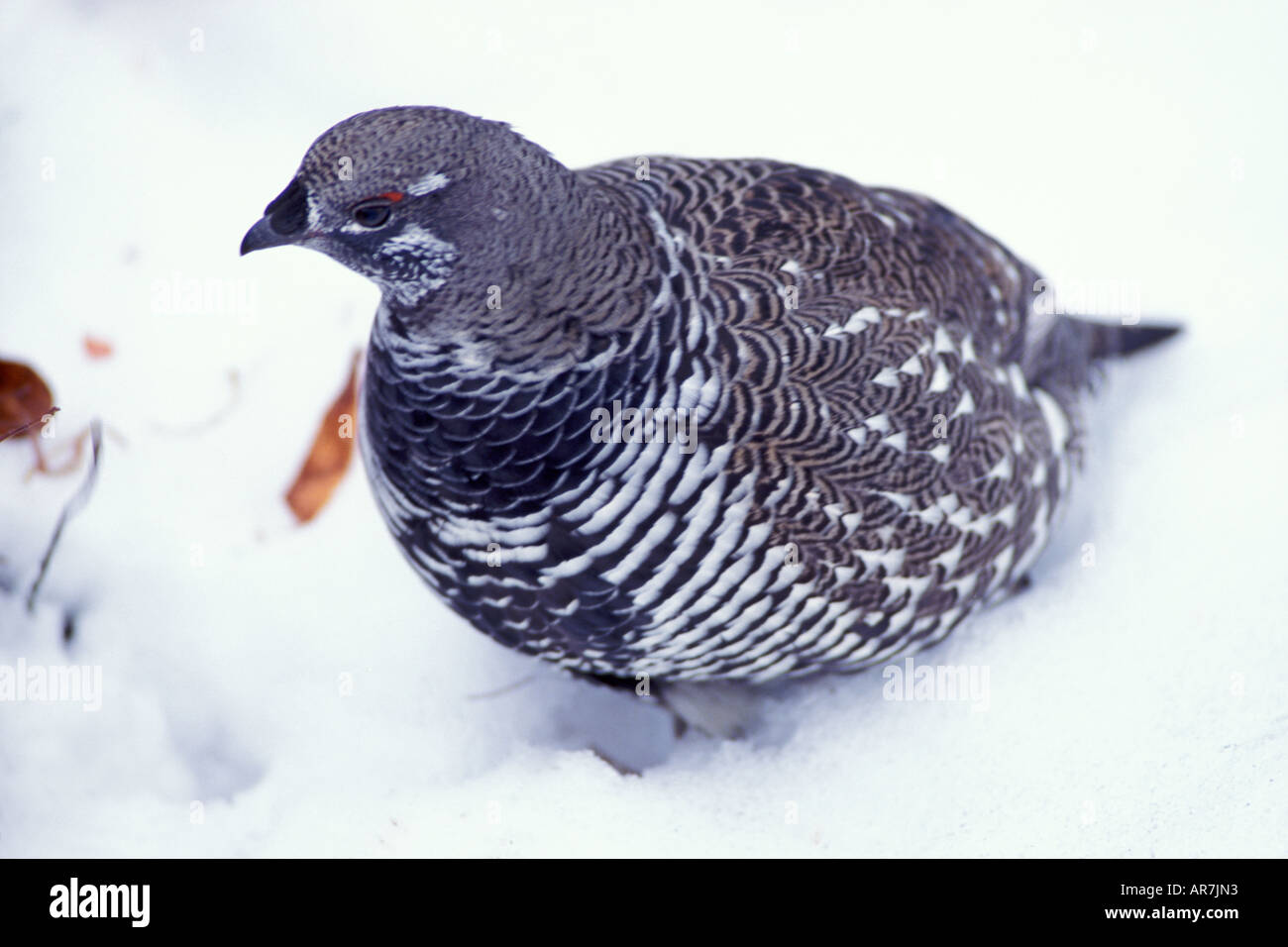 spruce grouse Falcipennis canadensis during the first fall snow in ...