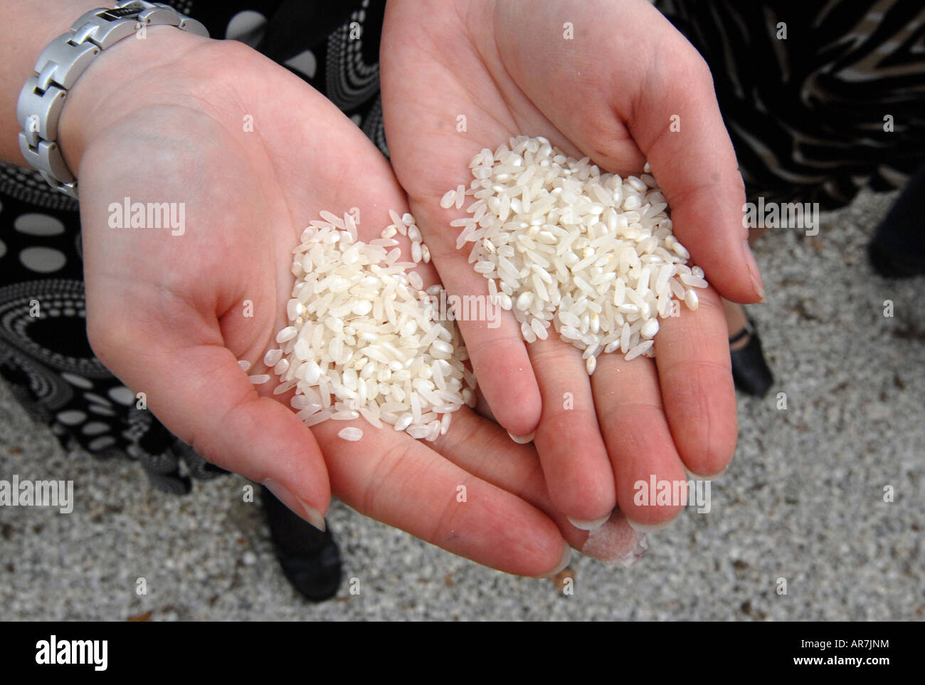 Getting married deserves all the best so guest are holding rice in ...