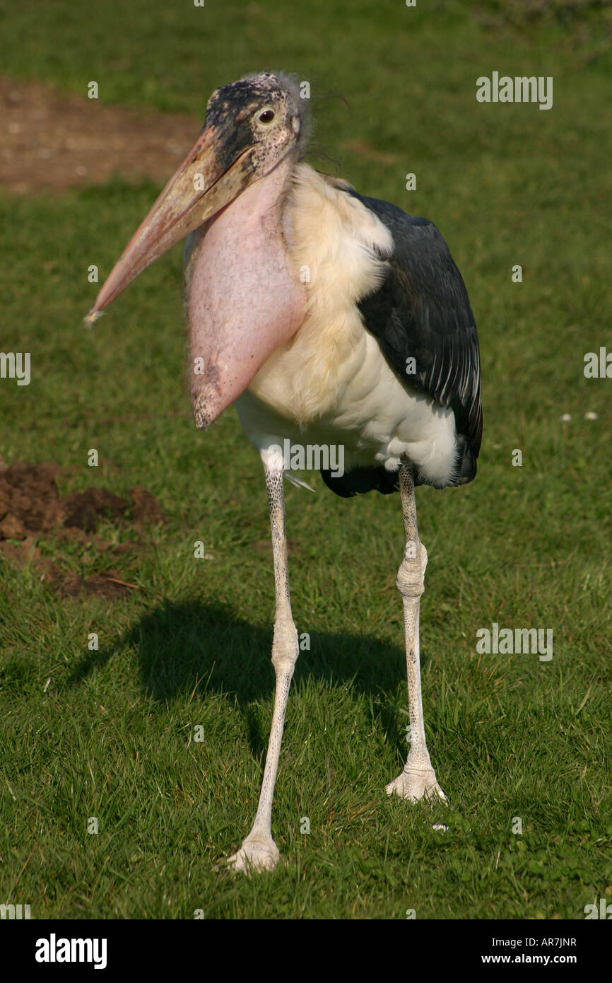 marabou stork portrait face watching walking Stock Photo - Alamy