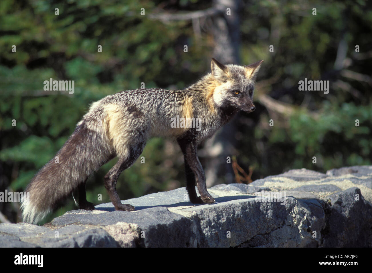 red fox Vulpes vulpes in the cross fox phase Mount Rainier National ...