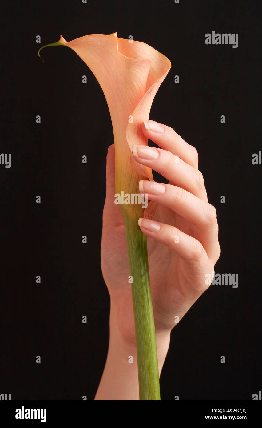 woman's hand touching delicate calla, delicate skin Stock Photo - Alamy