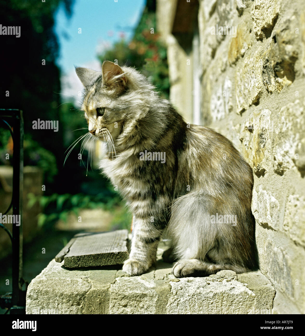 Pondering cat hi-res stock photography and images - Alamy