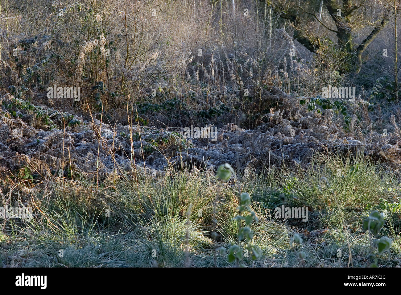 Epping forest family hi-res stock photography and images - Alamy