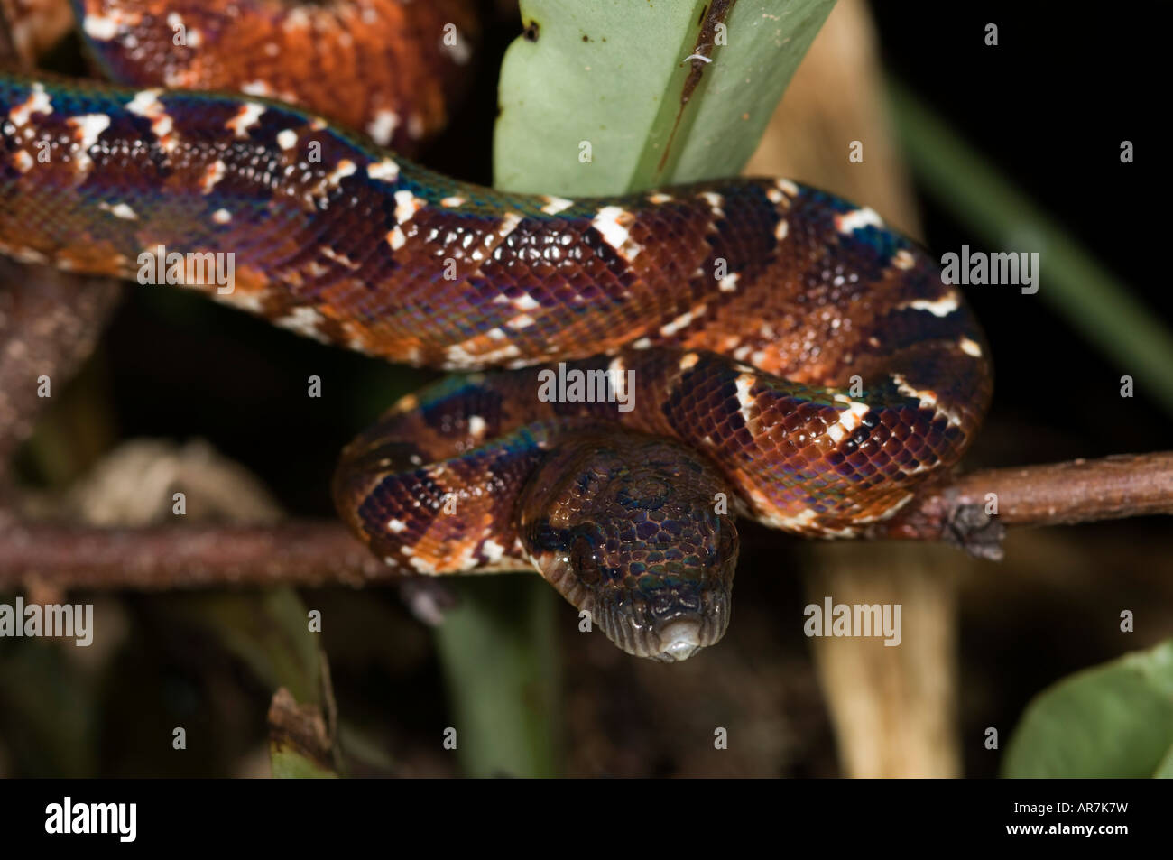 juvenile Madagascar tree boa, Sanzinia madagascariensis, Pereyras ...