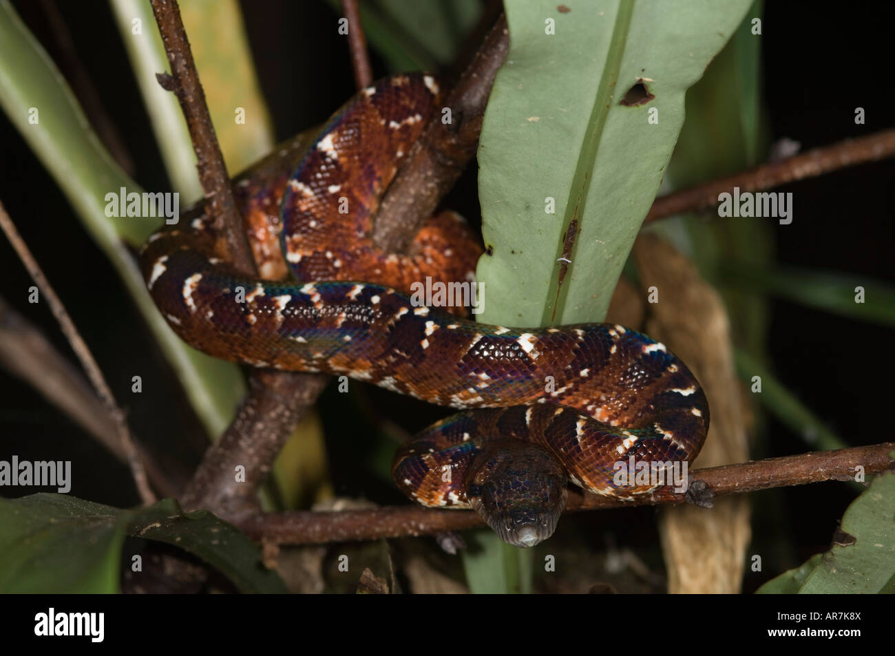 juvenile Madagascar tree boa, Sanzinia madagascariensis, Pereyras ...