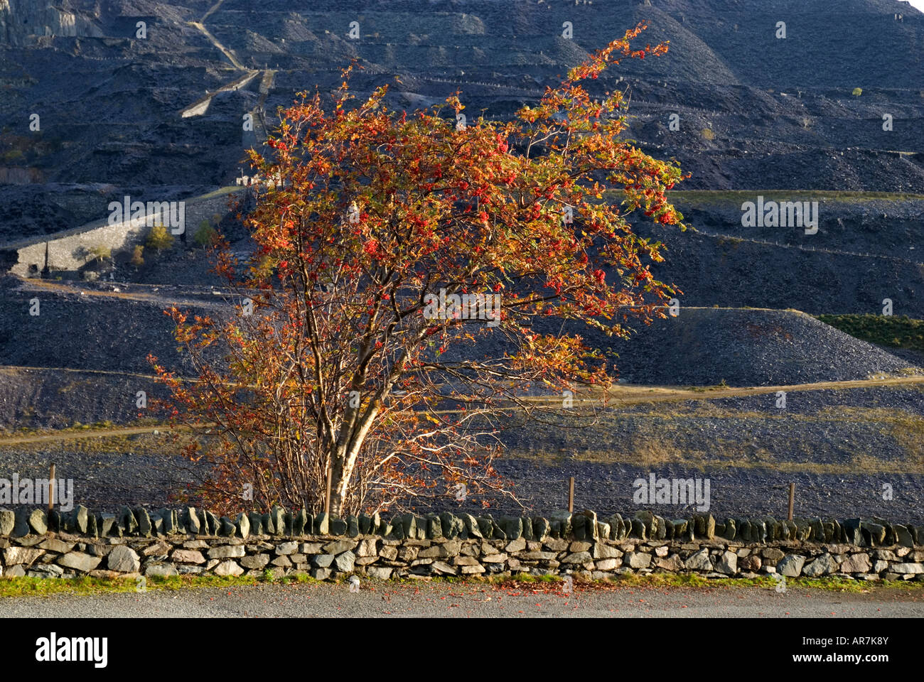 Rowan tree Llanberis Pass Gywnedd North Wales Stock Photo - Alamy