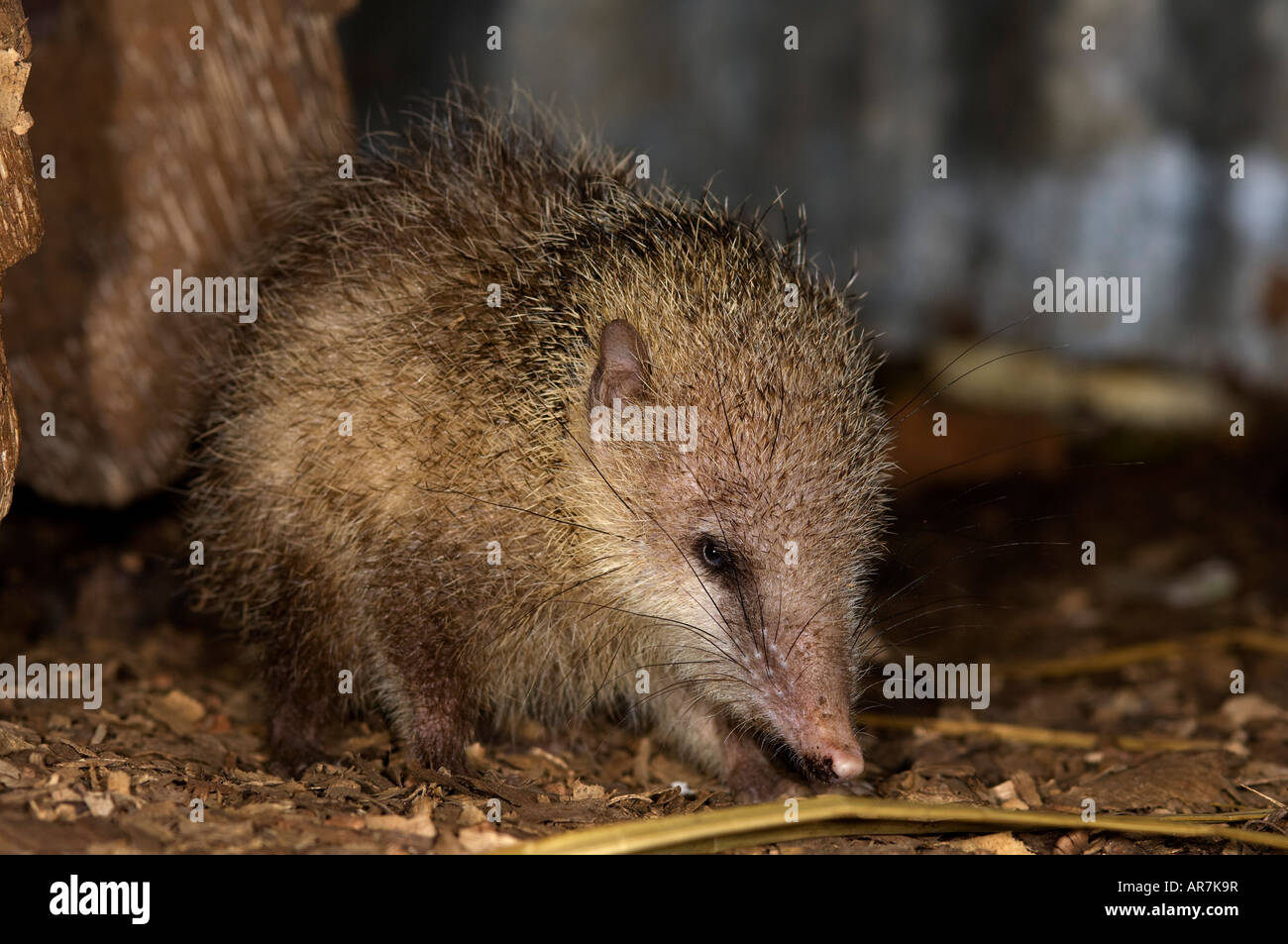 Common tenrec, tenrec ecaudatus, Pereyras Nature Farm, Madagascar Stock ...