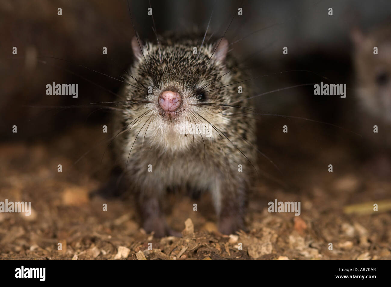 Common tenrec, tenrec ecaudatus, Pereyras Nature Farm, Madagascar Stock ...