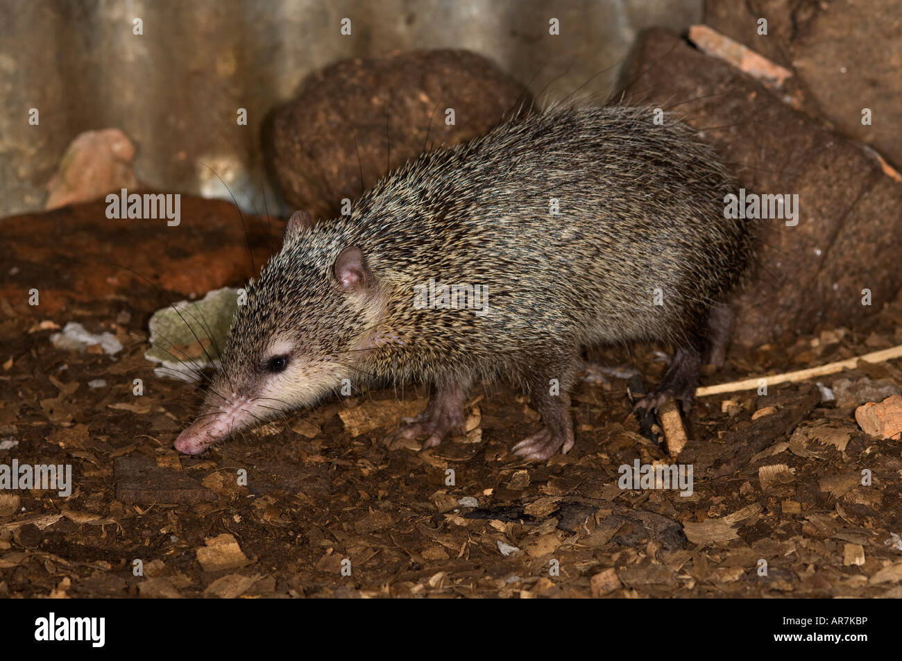 Tenrec hi-res stock photography and images - Alamy