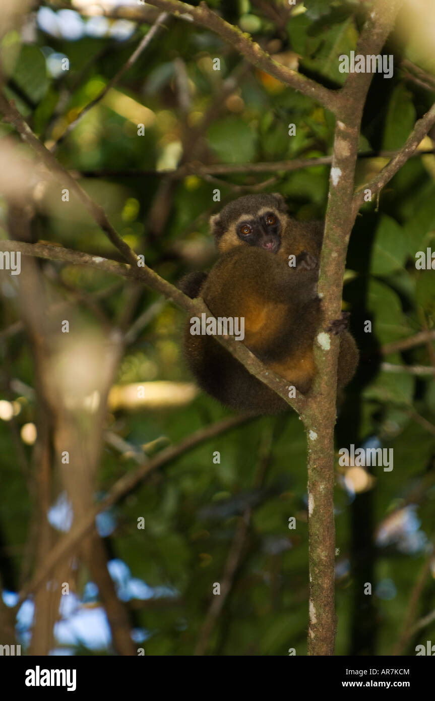 Golden bamboo lemur hi-res stock photography and images - Alamy