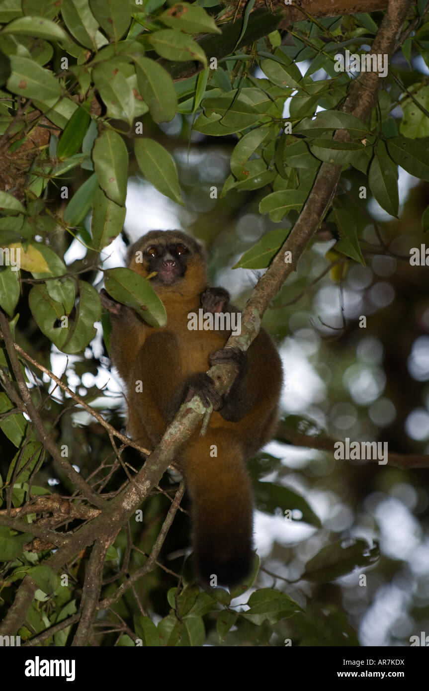 Golden bamboo lemur, Hapalemur aureus, Ranomafana National Park ...