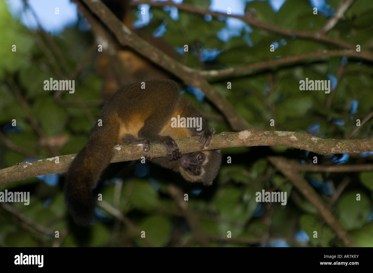 Golden bamboo lemur, Hapalemur aureus, Ranomafana National Park ...