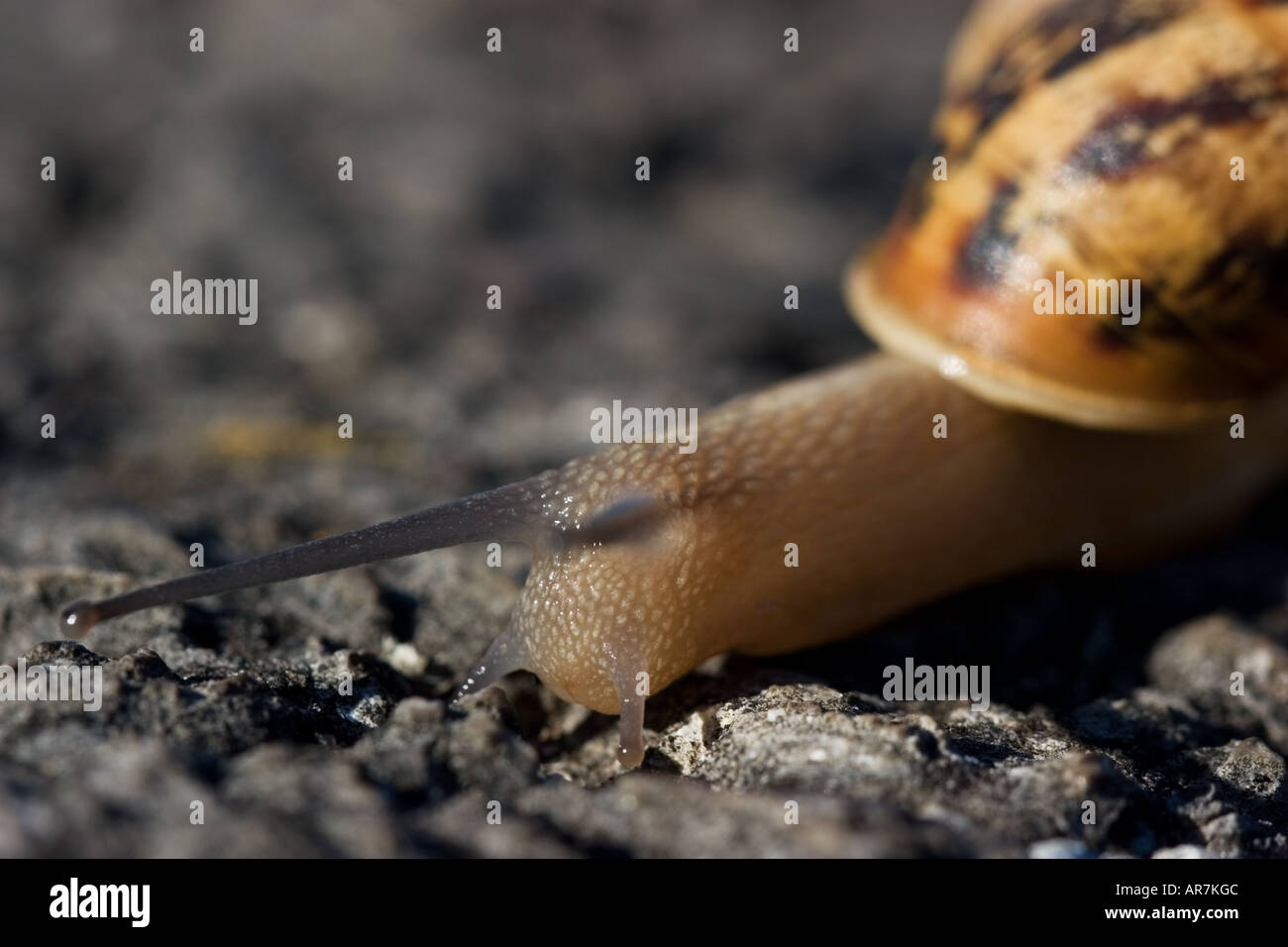 Snail shell bird hi-res stock photography and images - Alamy