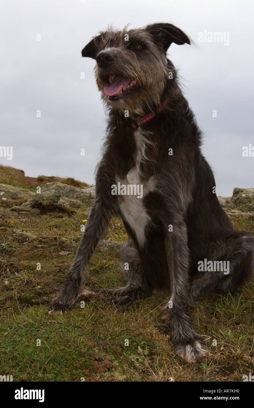 Lurcher collie cross hi-res stock photography and images - Alamy