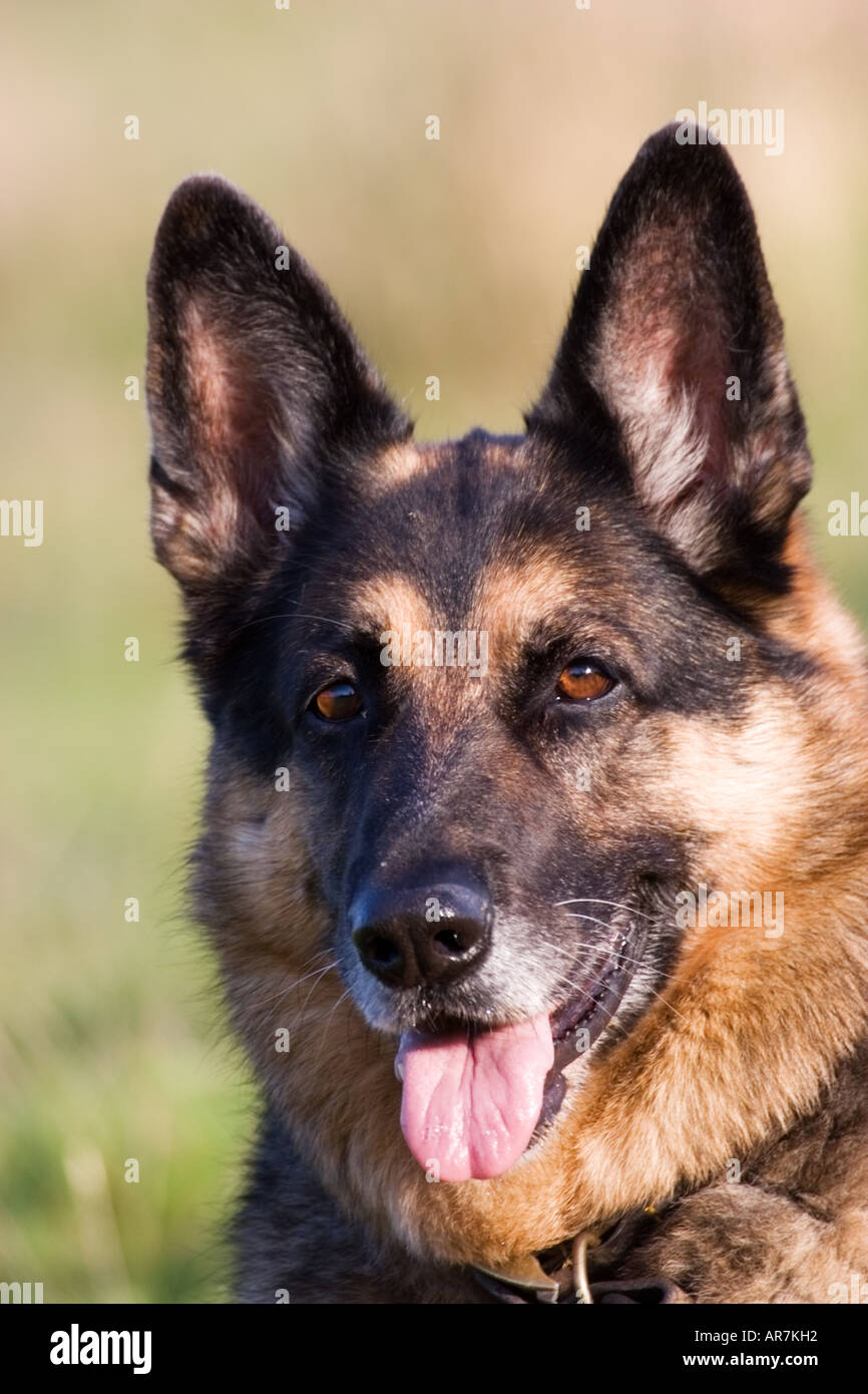 Portrait head of German Shepherd dog Stock Photo - Alamy