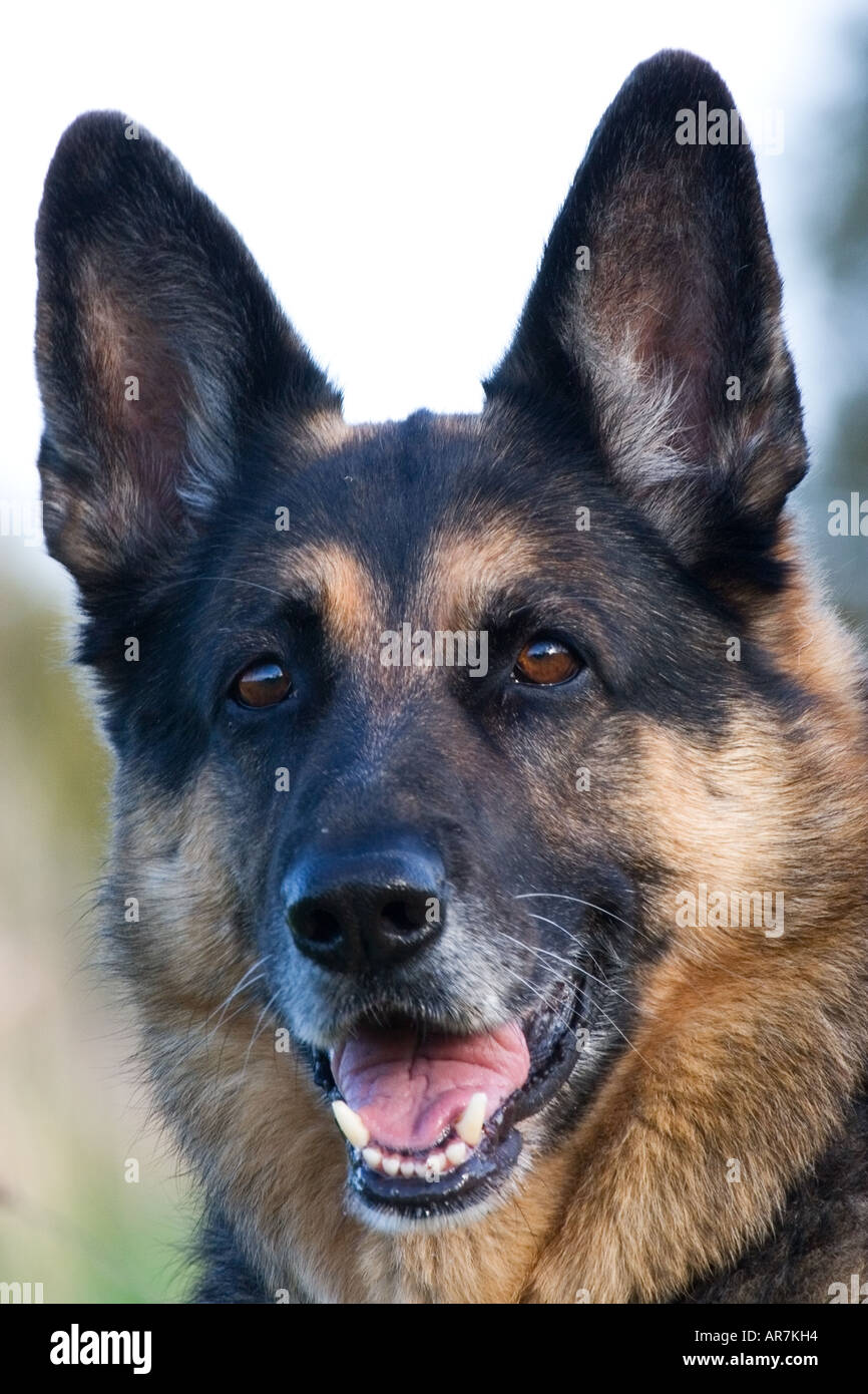Large dogs head hi-res stock photography and images - Alamy