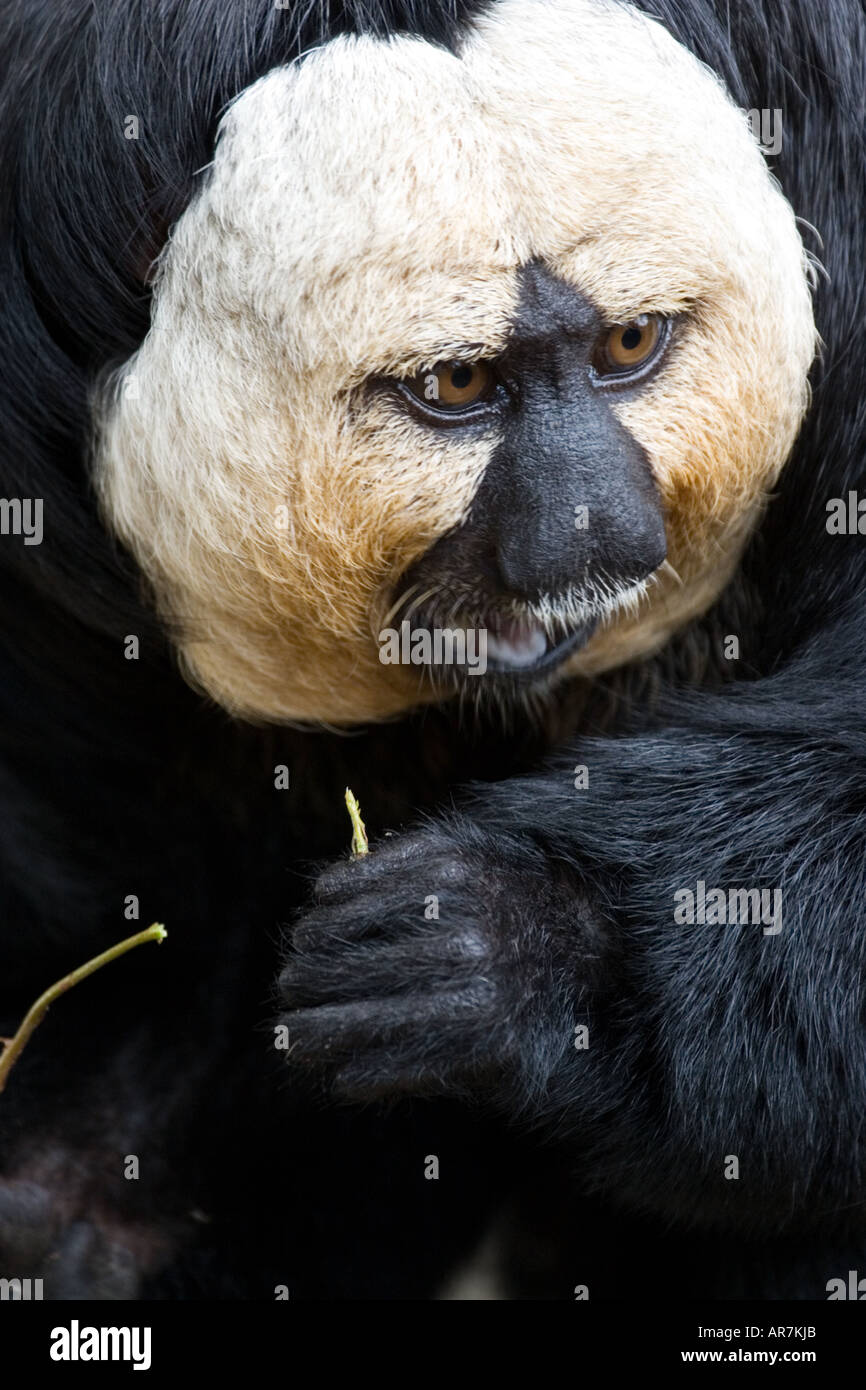 Monkey with stick hi-res stock photography and images - Alamy