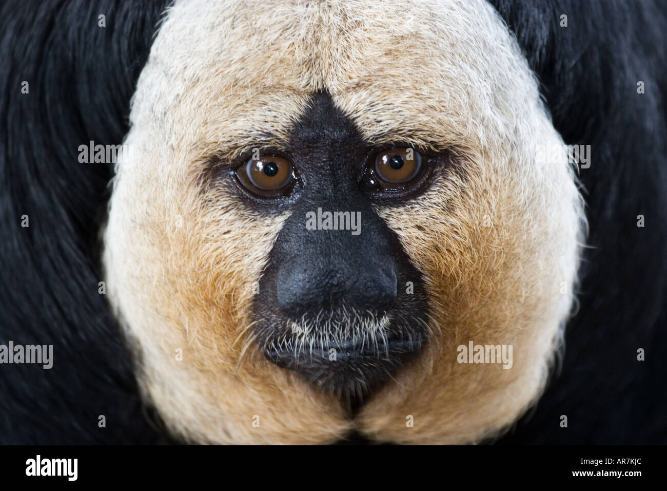 horizontal portrait of Saki Monkey face close up Stock Photo - Alamy