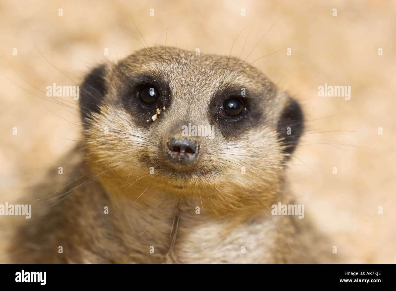 detailed horizontal view of meerkat head looking up Stock Photo - Alamy