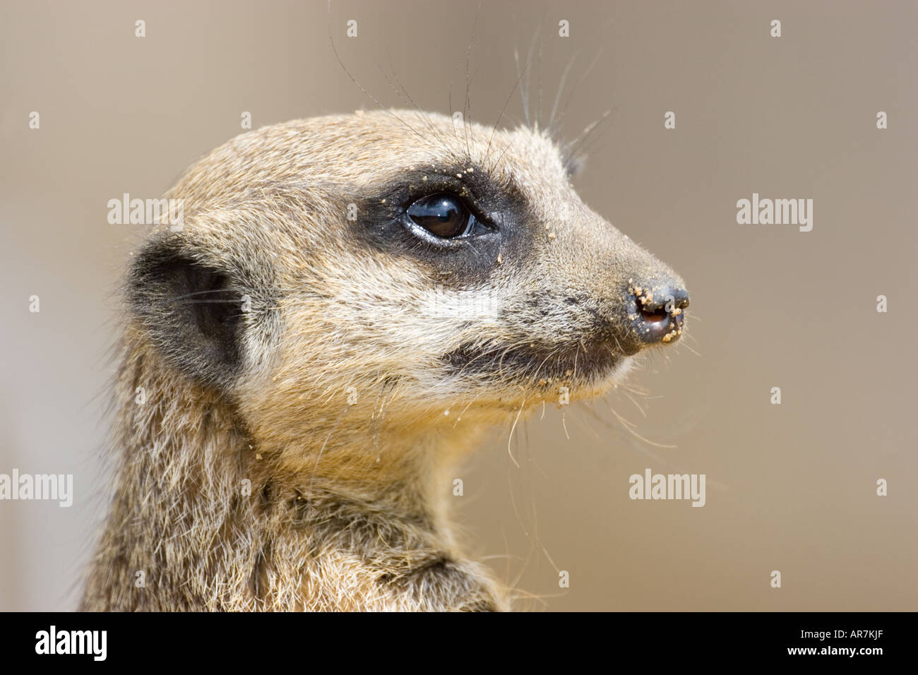 detailed horizontal view of meerkat head looking to the right Stock ...