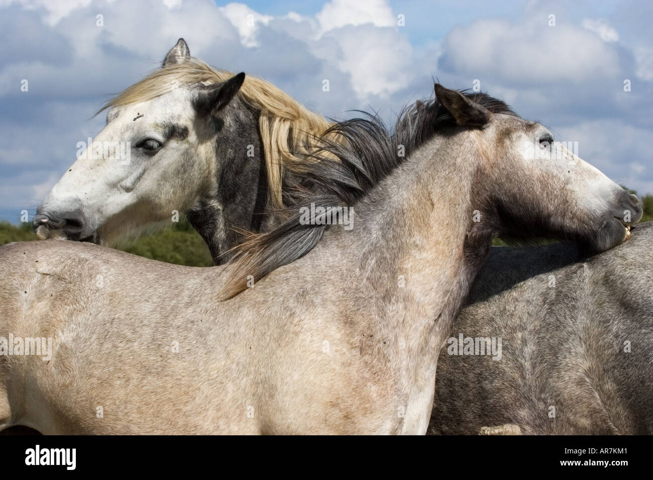 Two grey horses scratching each others back Stock Photo - Alamy