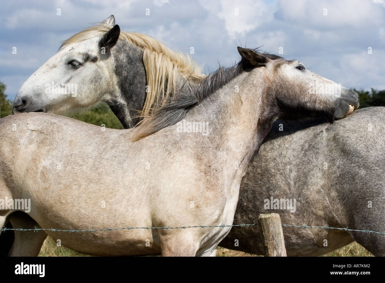 Two grey horses scratching each others back Stock Photo - Alamy