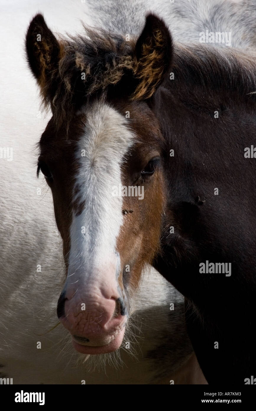 Portrait of head of young foal Stock Photo - Alamy
