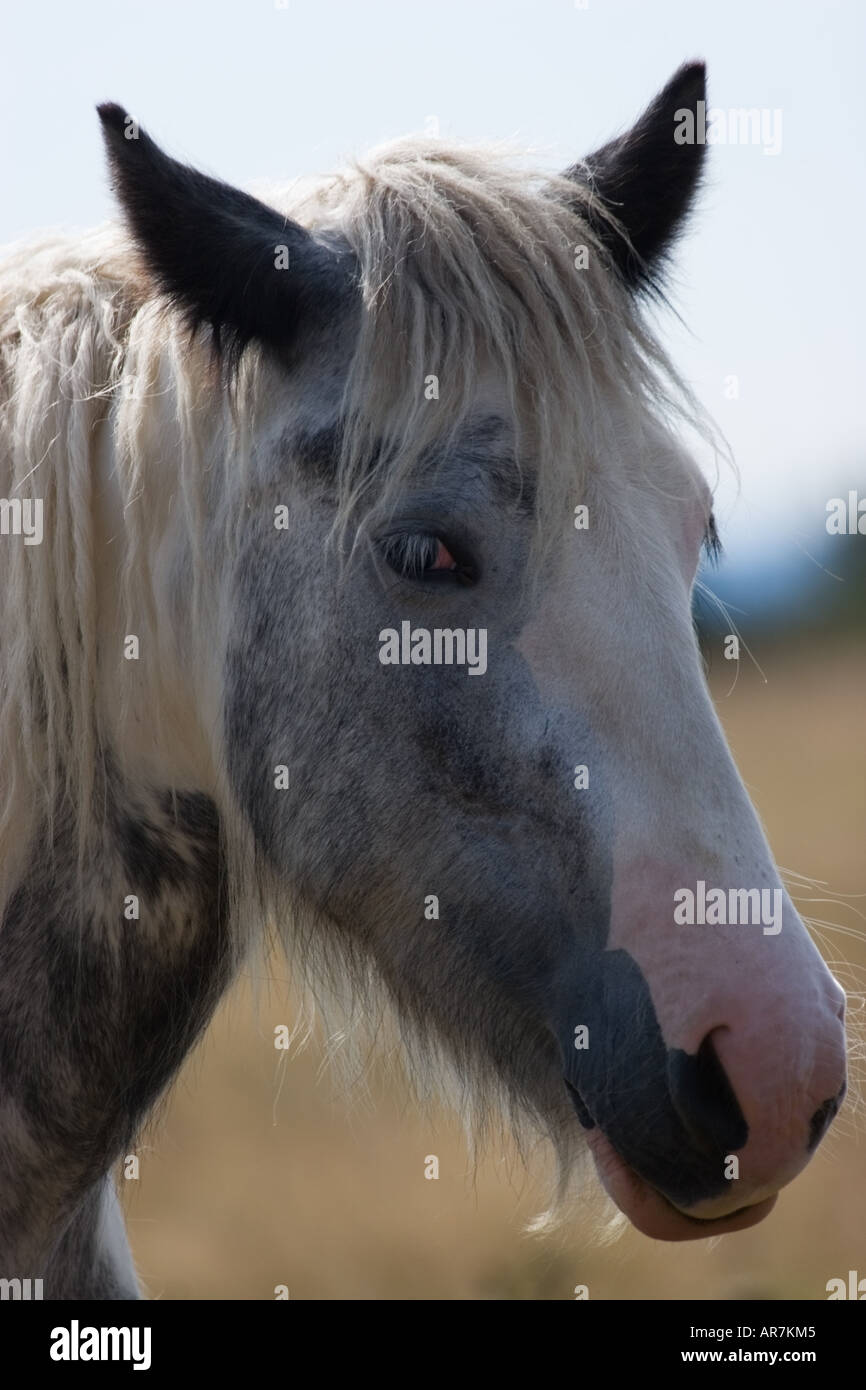 Portrait of horse head Stock Photo - Alamy