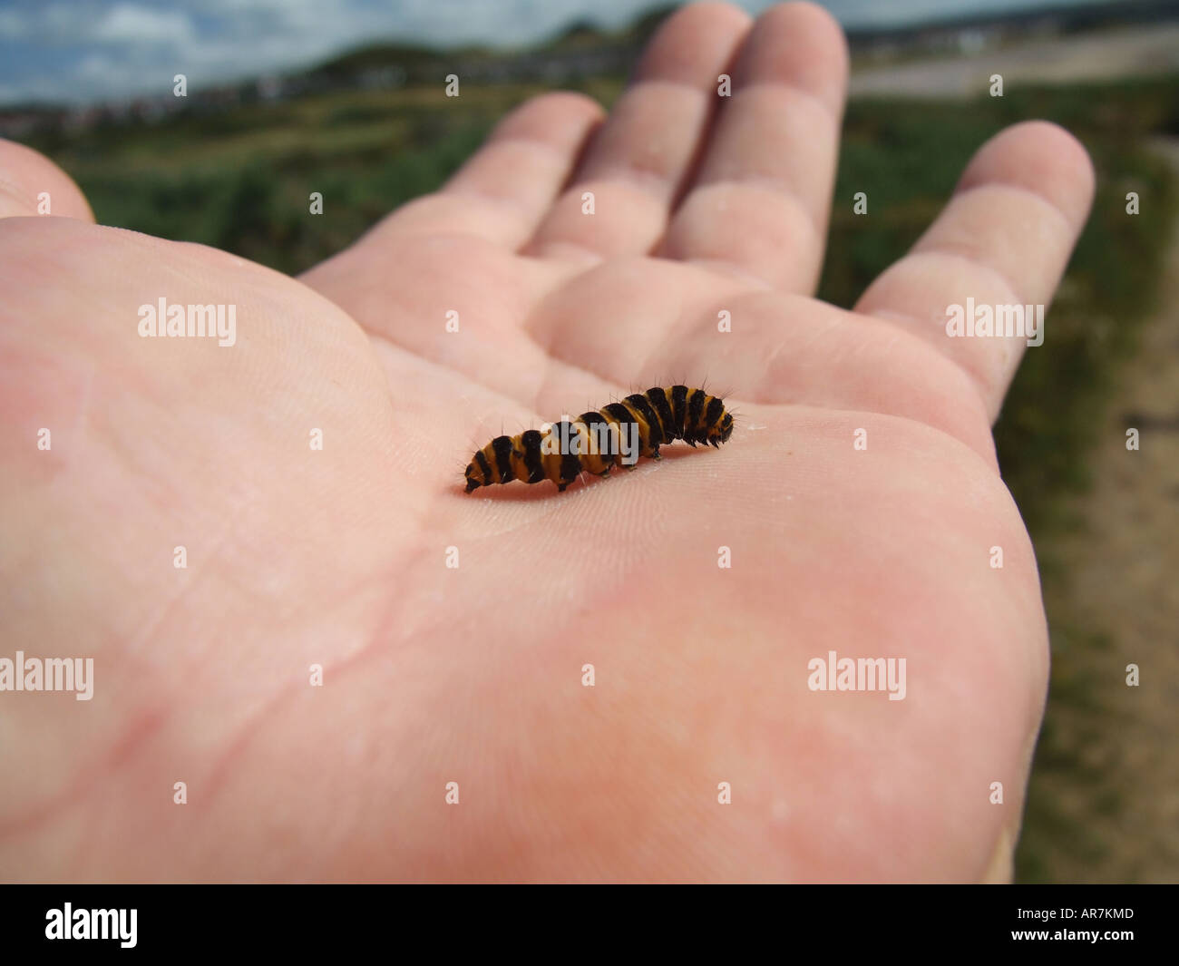 Caterpillar hand hi-res stock photography and images - Alamy