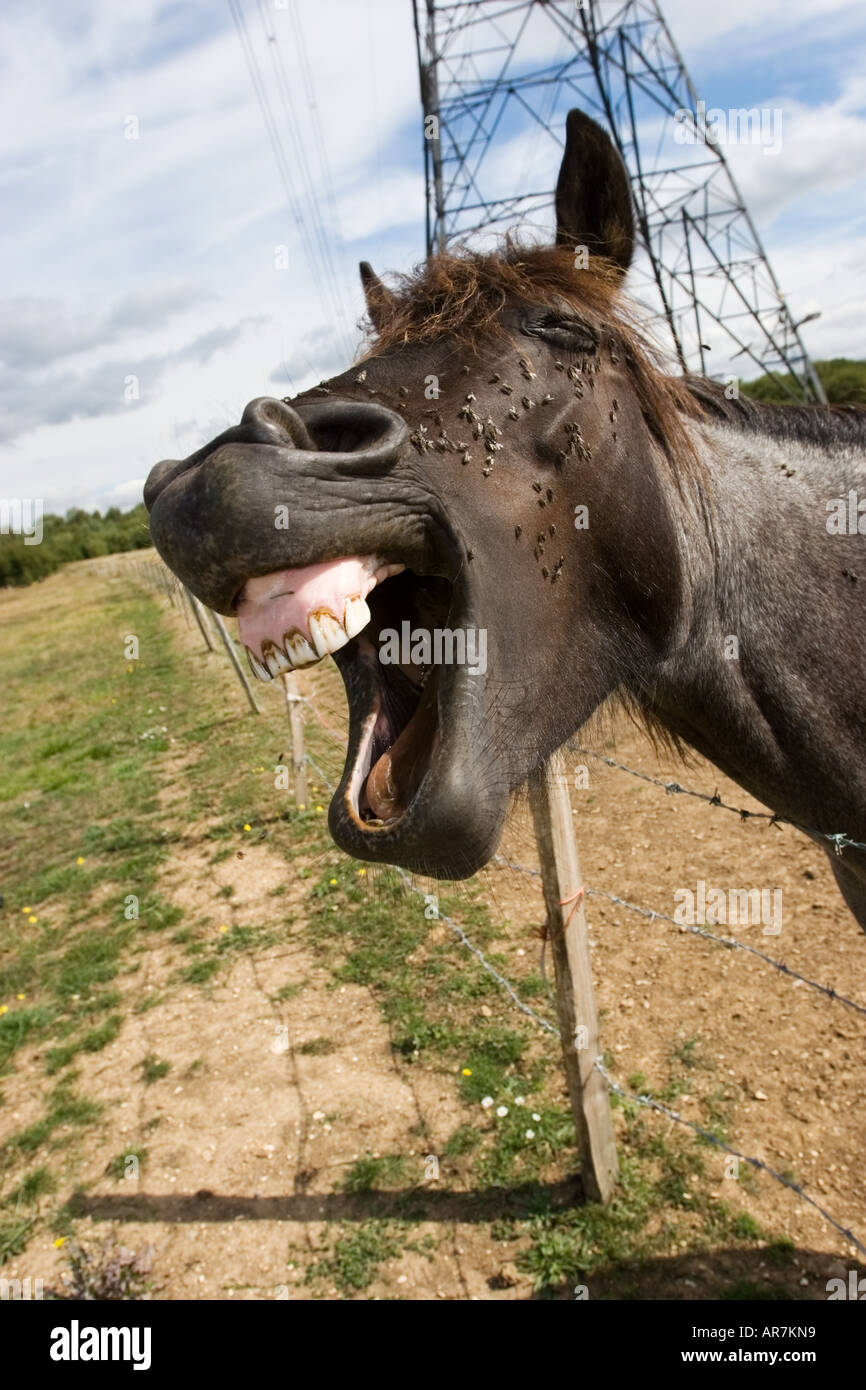 Laughing horse funny teeth hi-res stock photography and images - Alamy