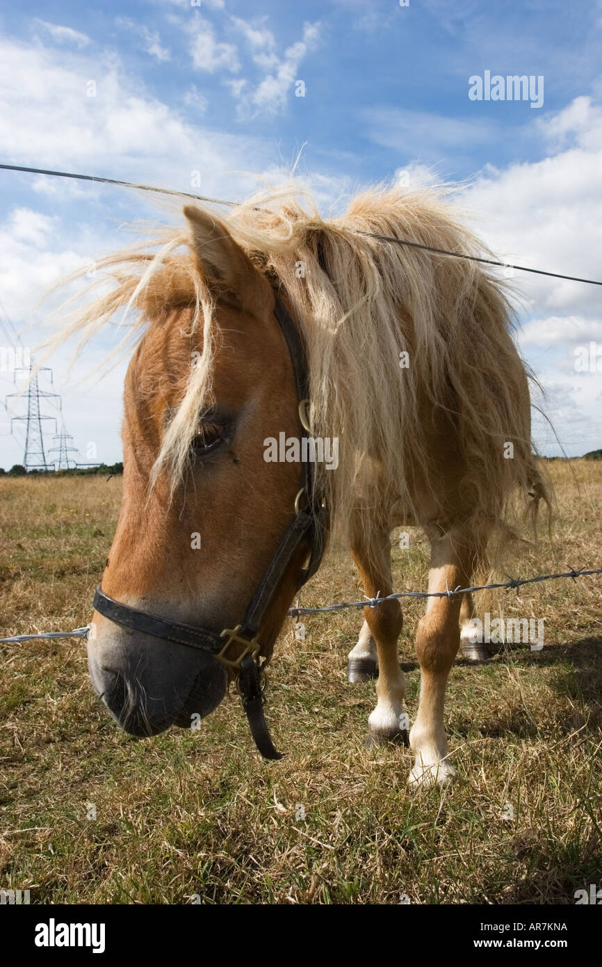 wide angle view of shetland pony Stock Photo - Alamy