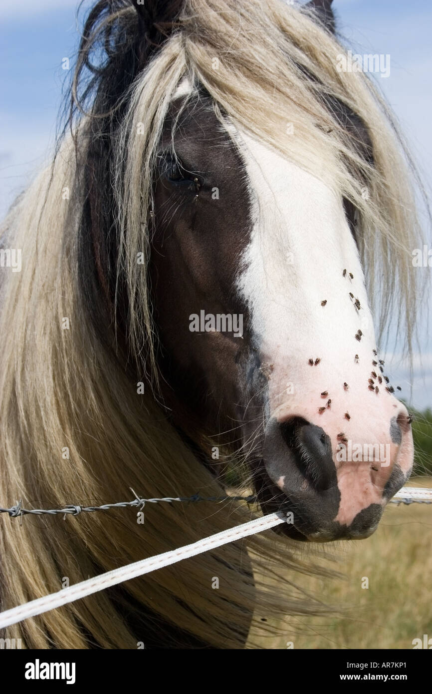 Cheeky horse hi-res stock photography and images - Alamy