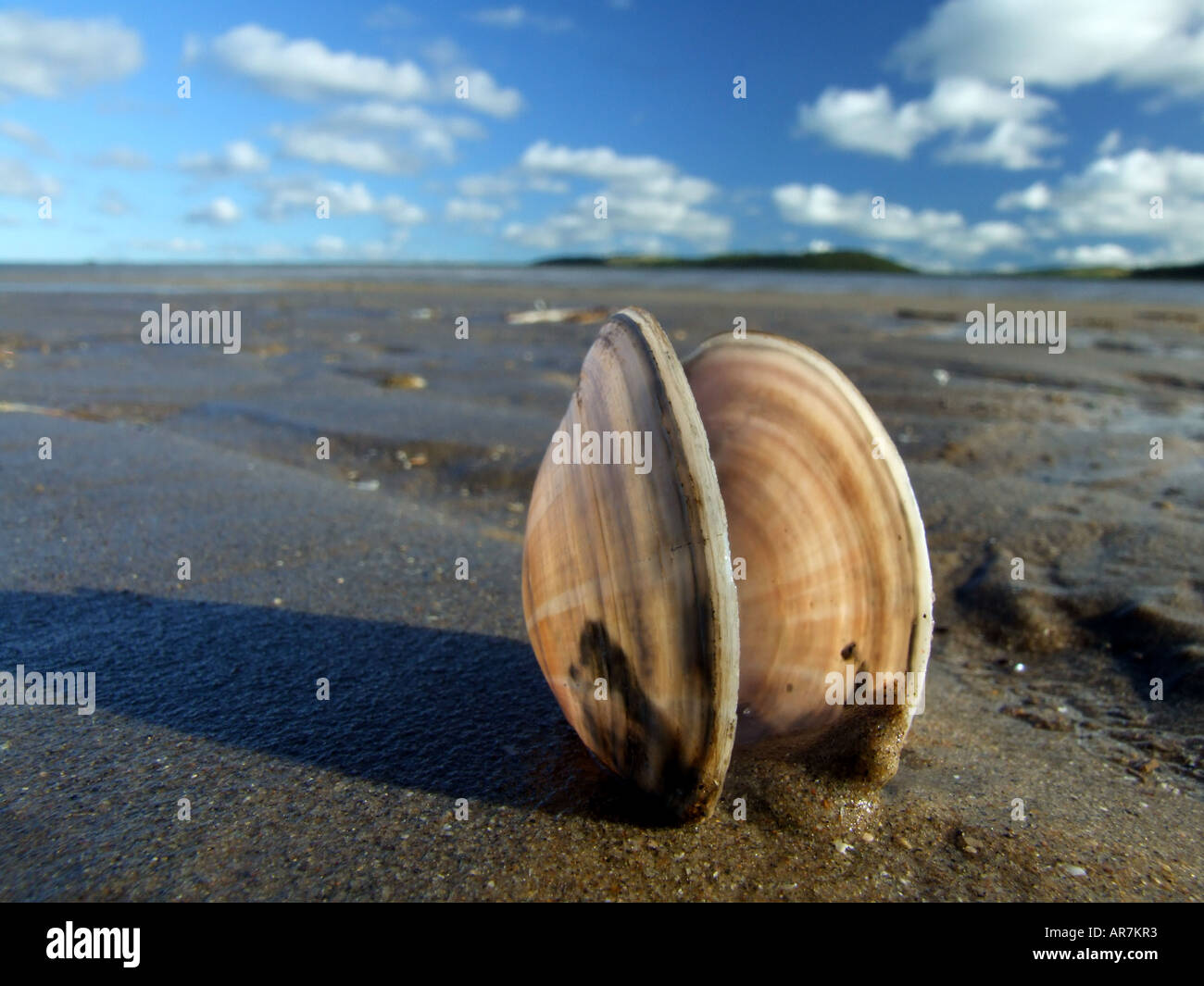 Trough shell hi-res stock photography and images - Alamy