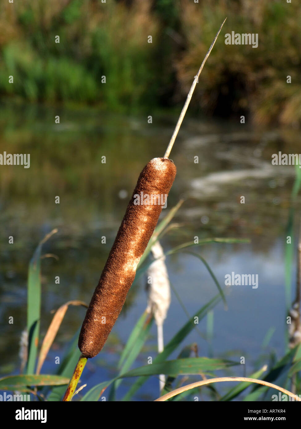 Great reedmace typha latifolia hi-res stock photography and images - Alamy