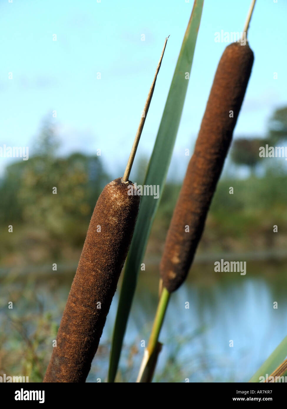 Great reedmace typha latifolia hi-res stock photography and images - Alamy