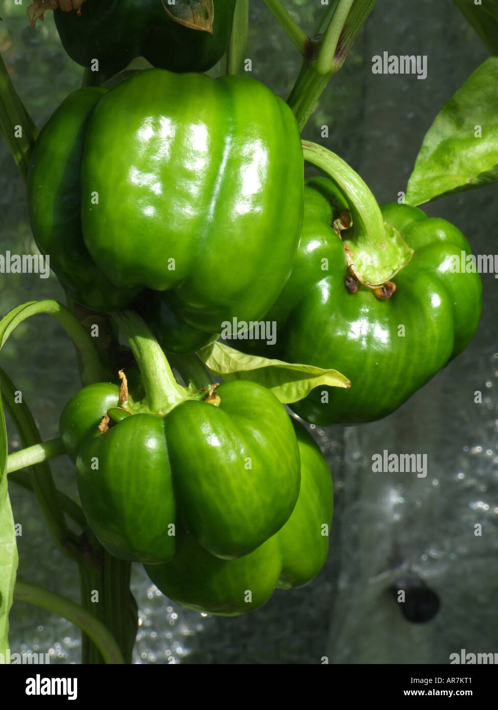 Sweet pepper Capsicum Stock Photo - Alamy
