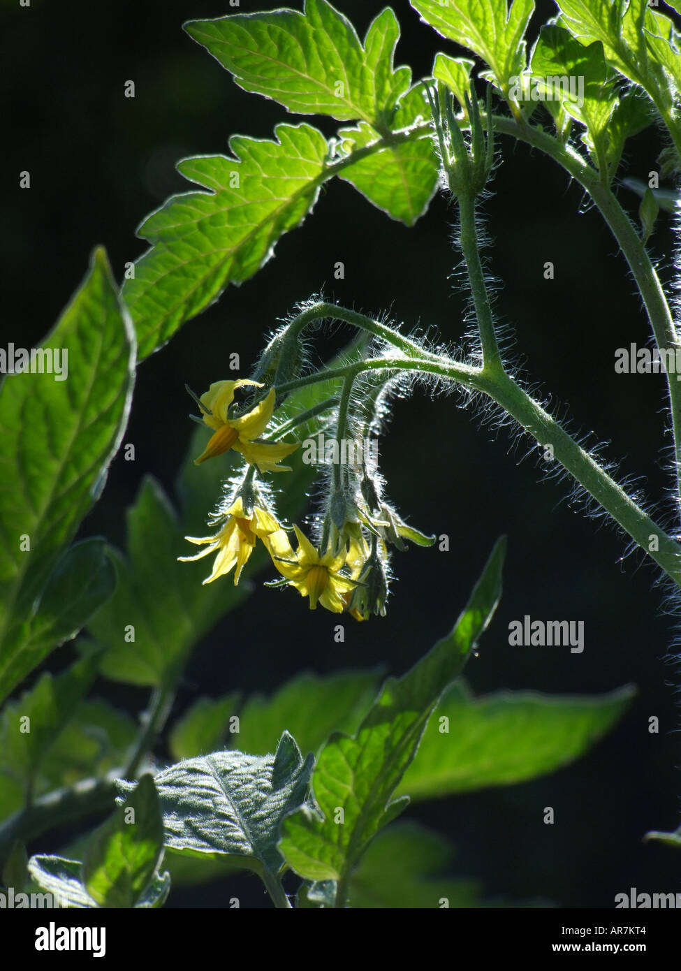Tomato plant flower Stock Photo - Alamy