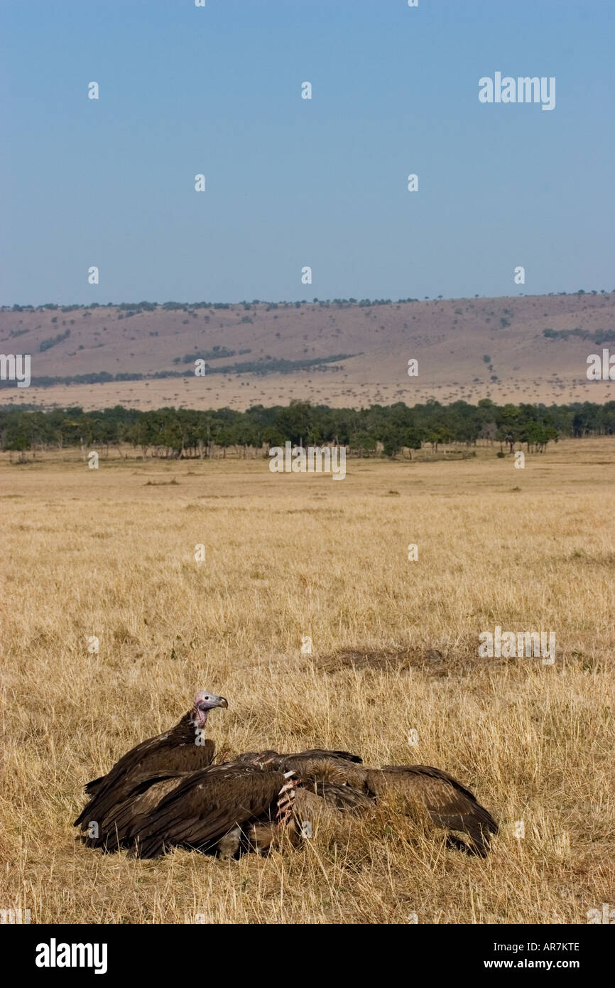 Vultures feeding on the carcass of a wildebeast Stock Photo - Alamy