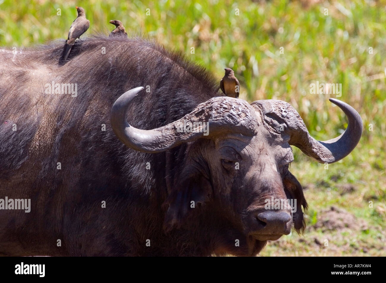 Birds feeding on insects on the back of a buffalo on the plains of the ...