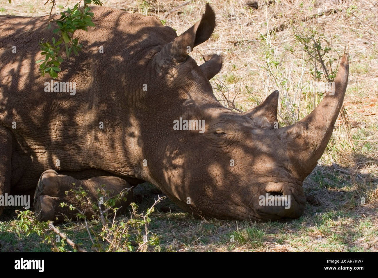 Side profile of Rhino sleeping in the shade Stock Photo - Alamy