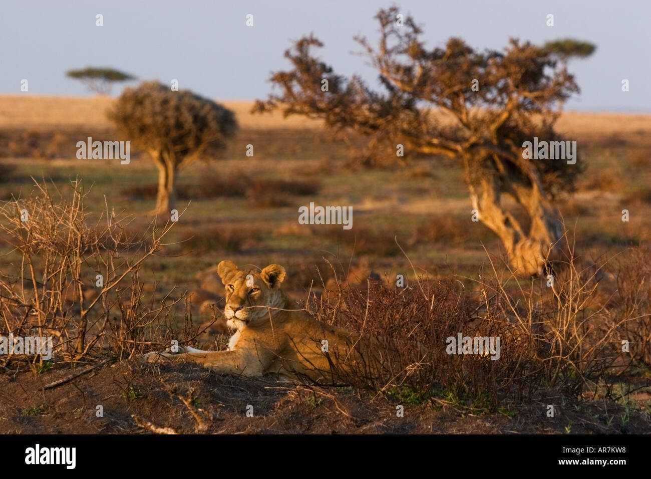 African landscape animal lion hi-res stock photography and images - Alamy
