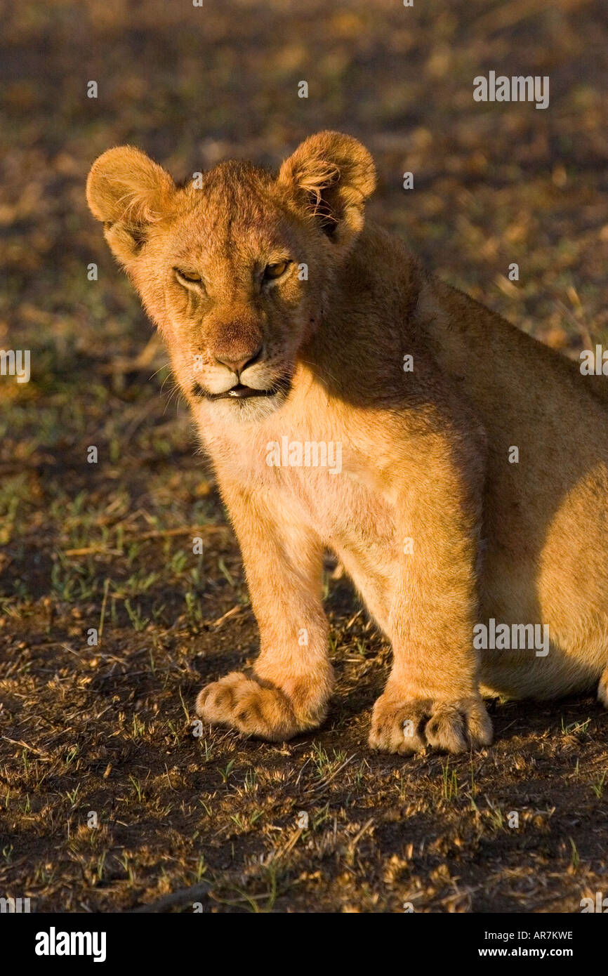 Portrait of a lion cub resting Stock Photo - Alamy