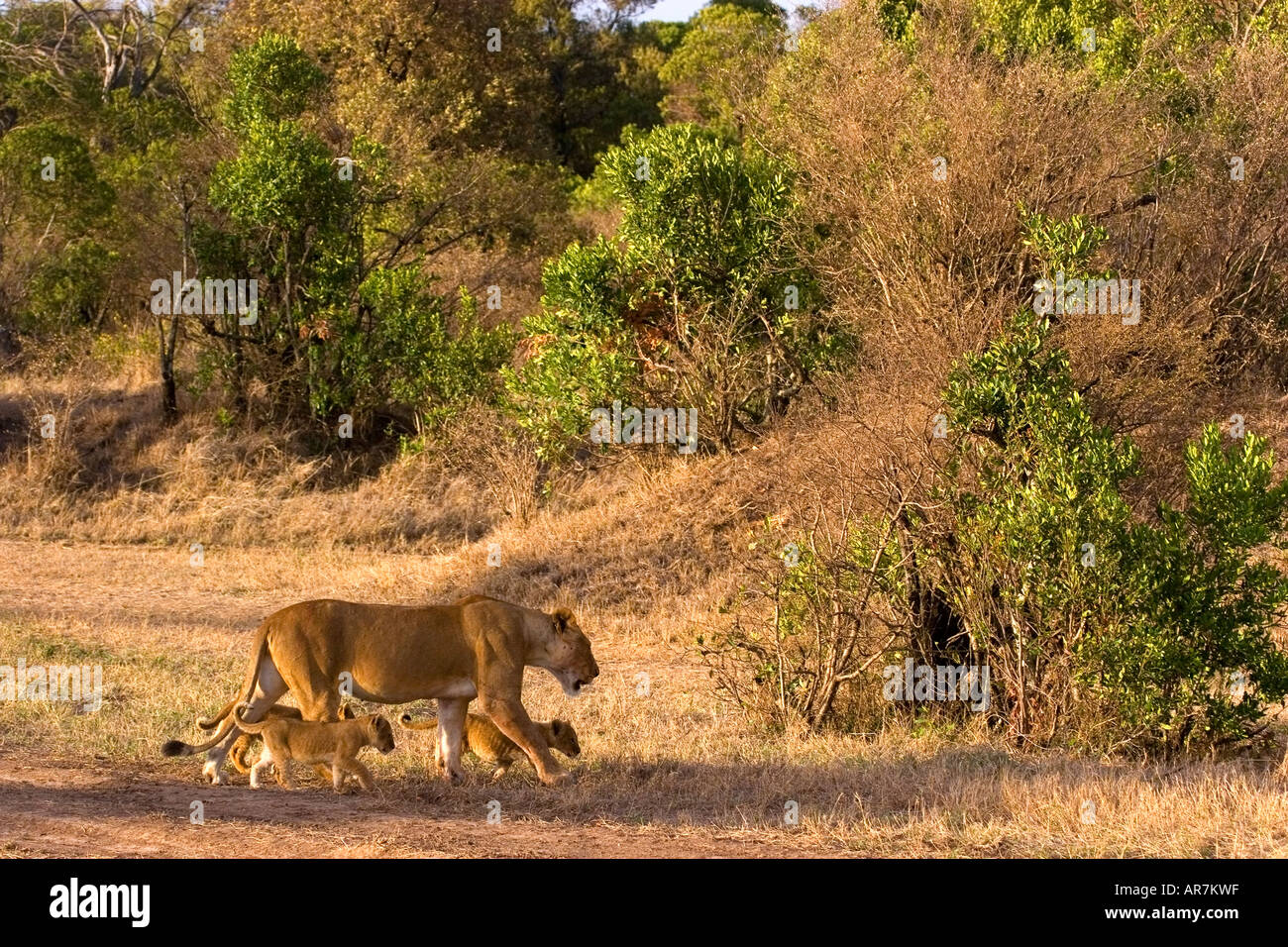 Fat lion hi-res stock photography and images - Alamy